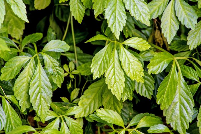 Gynostemma Pentaphyllum: Why it’s a Powerful Herb for Your Health